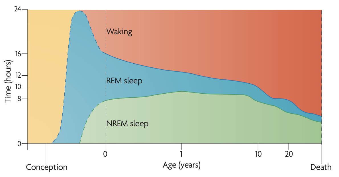 How often do people remember their dreams? - DreamWell